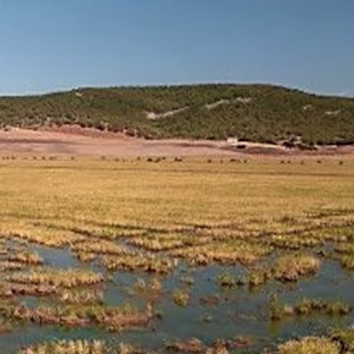 Developing Self-fertilizing Plants | Genetics And Genomics