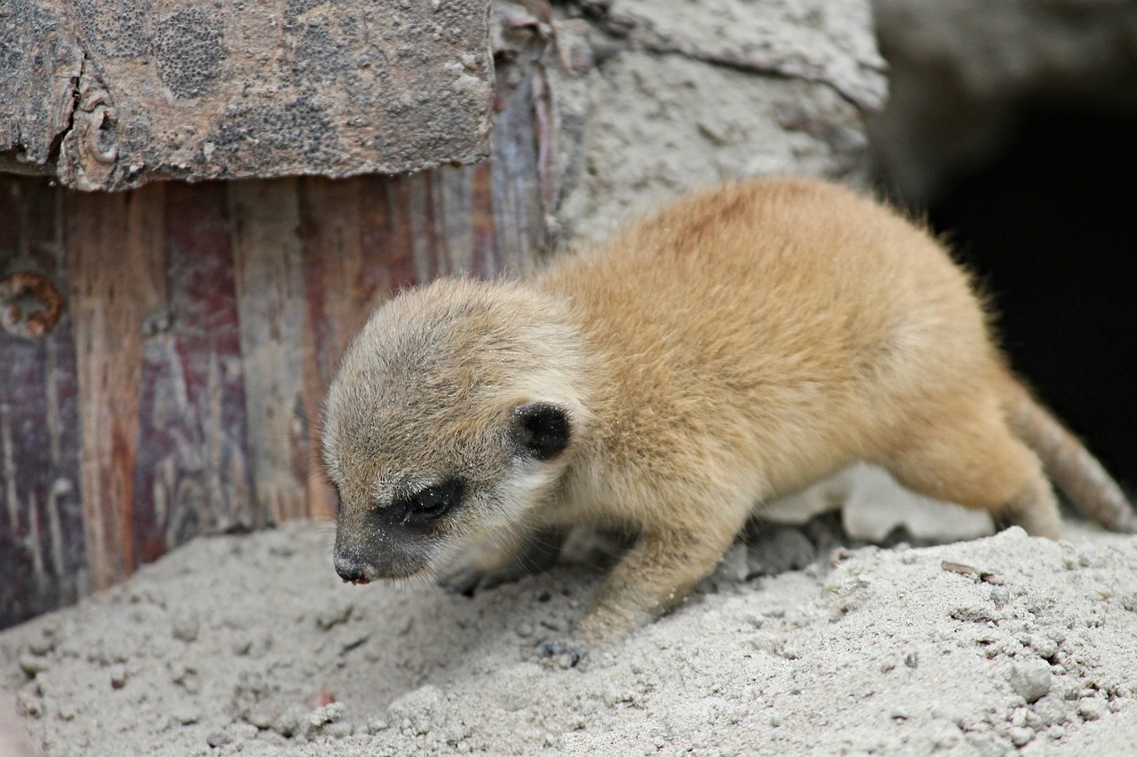 Mongooses Develop Tastes for Specific Foods to Prevent Intragroup ...