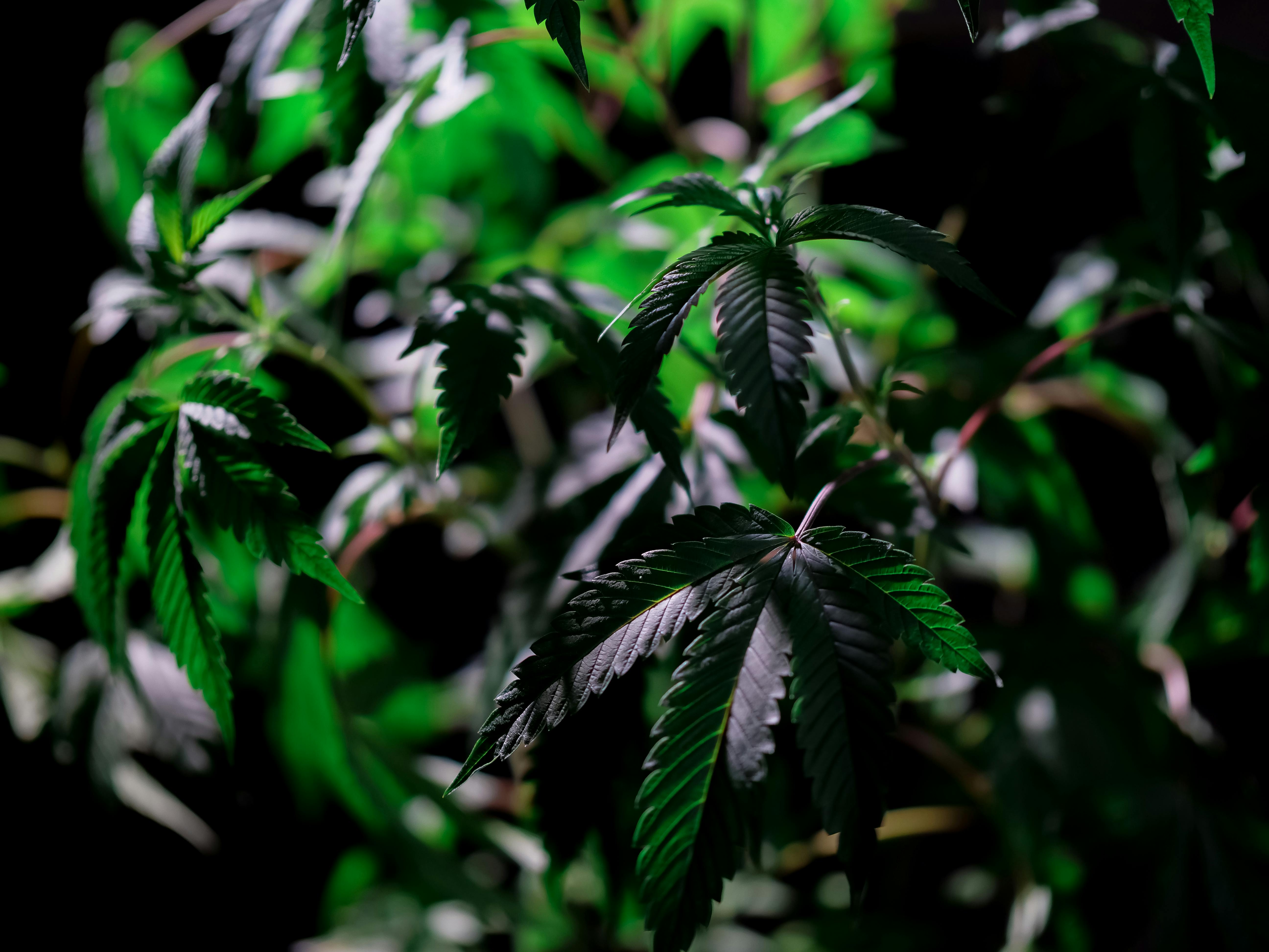 Study Highlights Misleading Labels on Delta-8 Products | Cannabis Sciences