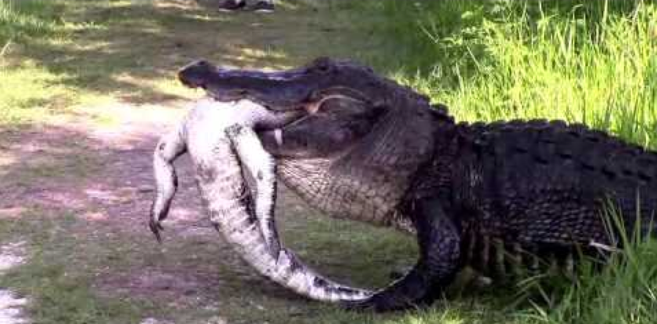 A Larger Alligator is Filmed Eating a Smaller One in Florida | Plants ...