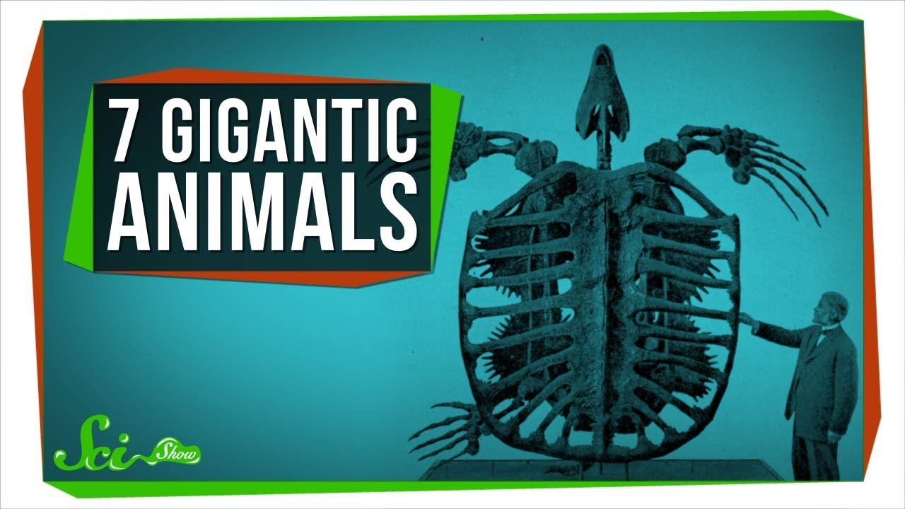 Ancient Gigantic Animals That Once Roamed Earth | Videos