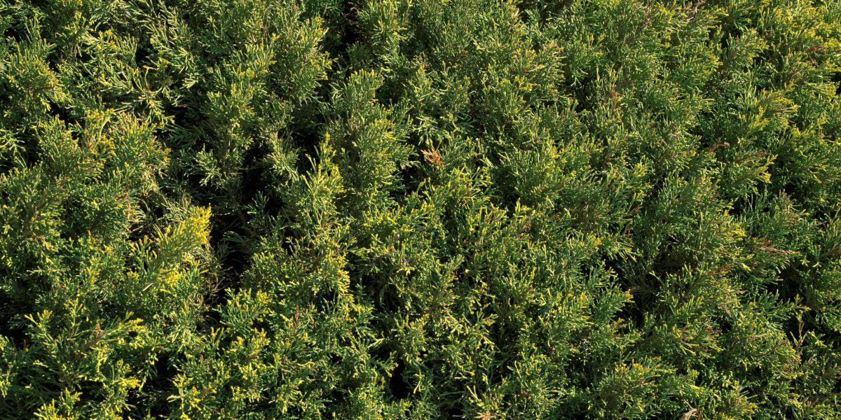 Common Privet Tree Rich in Anti-inflammatory Compounds | Drug Discovery ...