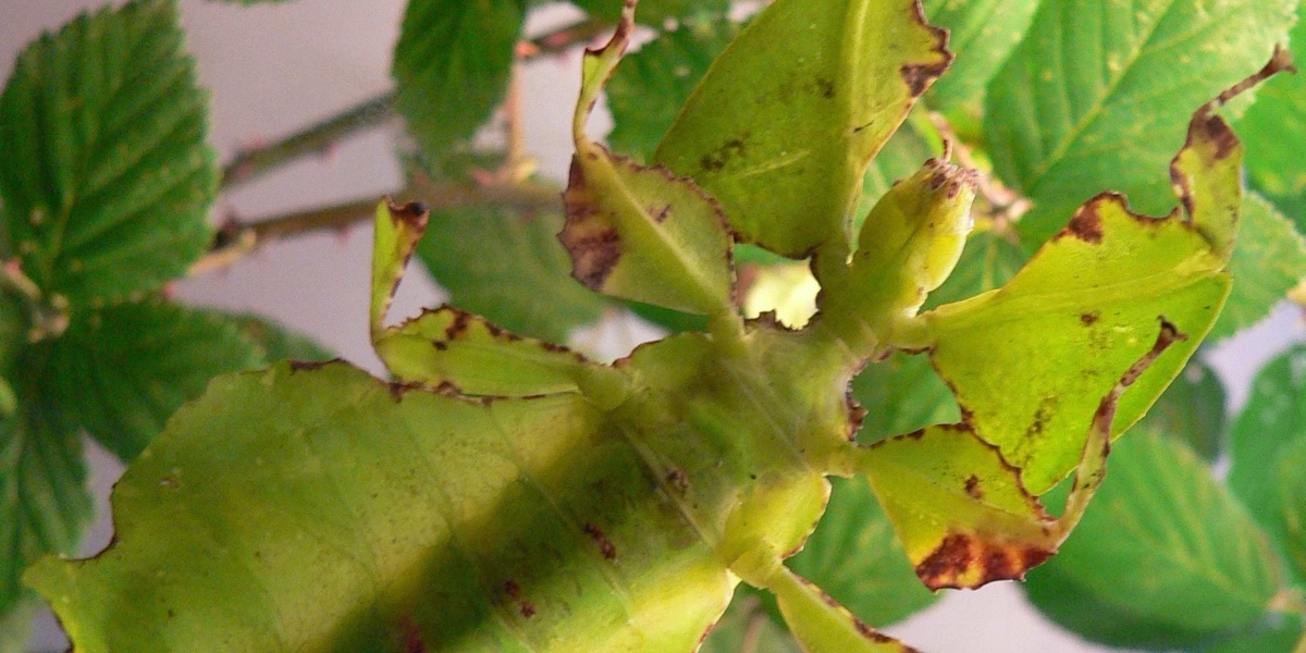 These Insects Blend in with the Leaves They Cling to | Plants And Animals