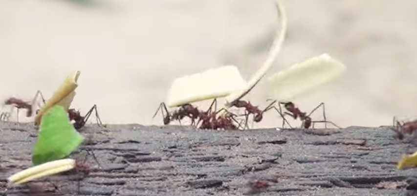 First Genetically Modified Ants Give Insight Into Insect Socialization ...