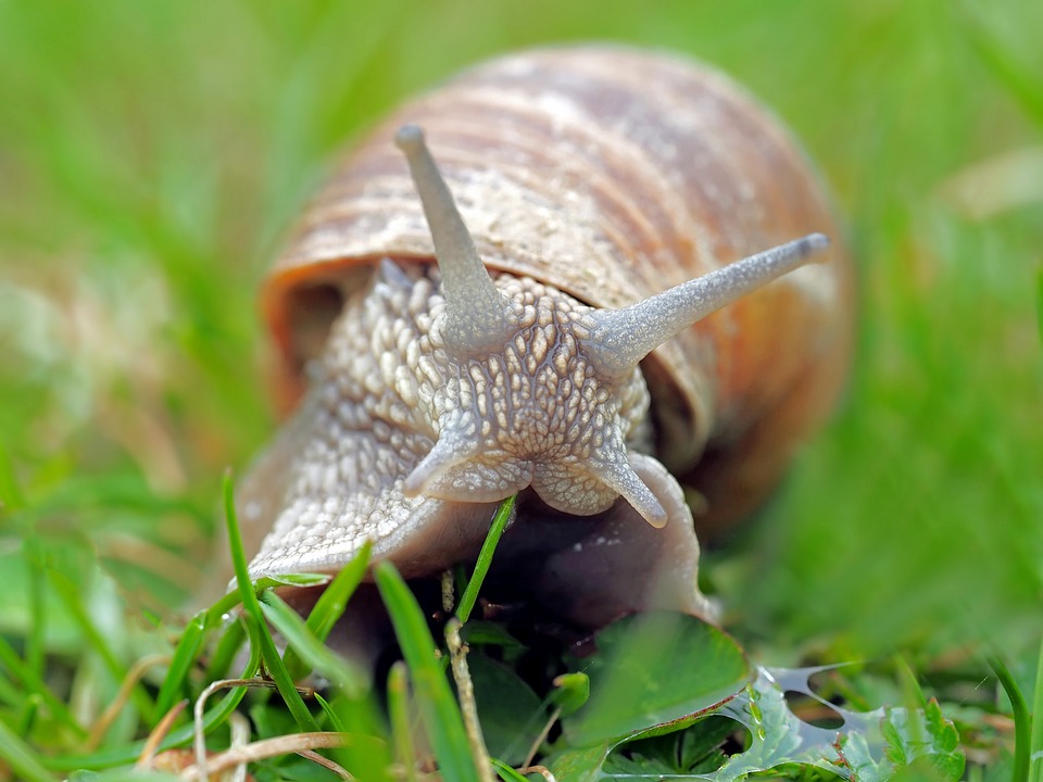Snails Are More Likely to Take Risks When They're Hungry | Plants And ...