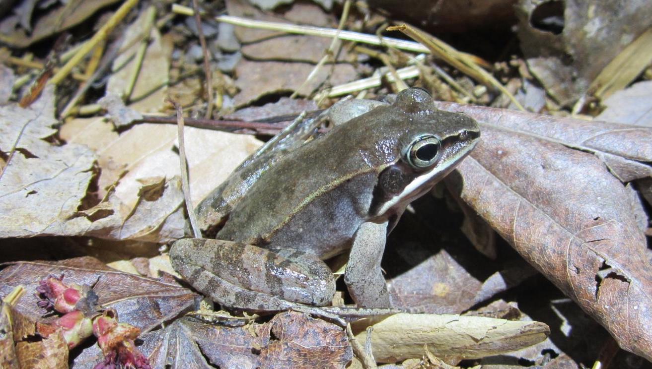 Genetic Diversity is Helping Frogs Withstand an Epidemic | Microbiology