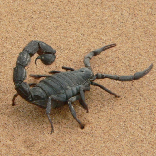 Venom Compound Eases Arthritis Symptoms | Cell And Molecular Biology