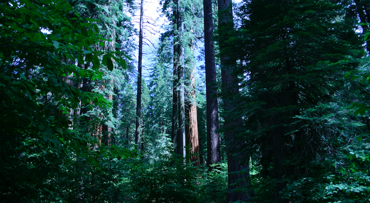 Taking a Virtual Walk in a Forest Altered by Climate Change | Plants ...