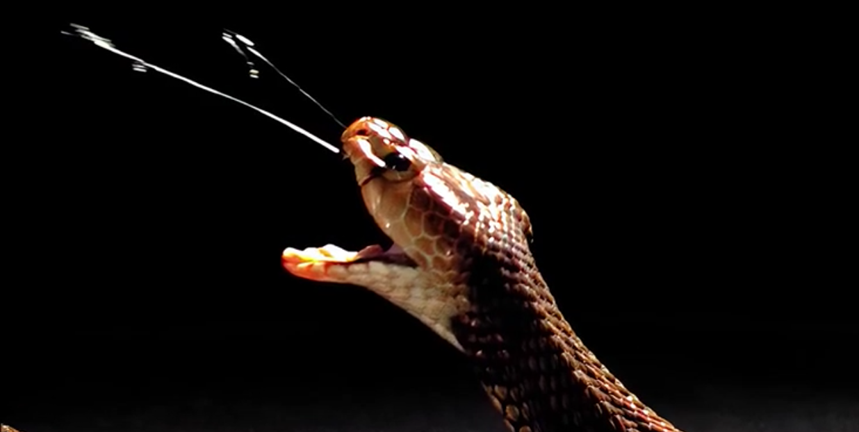 The Evolution of Snake Venom From Predation to Protection | Genetics ...