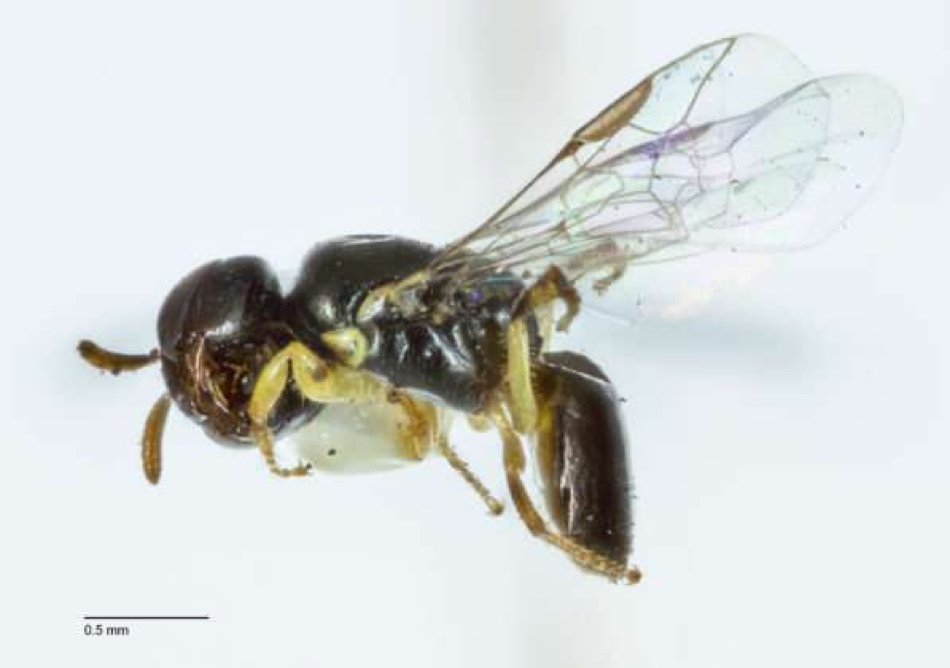 This Bee Nests in Small Cavities in Australia's Banksia Trees | Plants ...