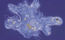 The amoeba's microbiome