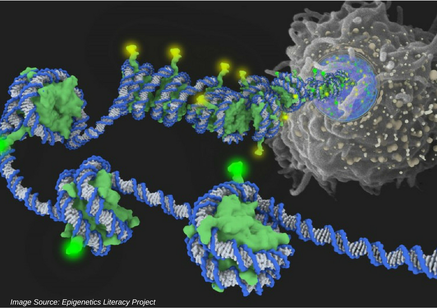 Epigenetics & Cancer: DNA Modification Impacts | Cancer