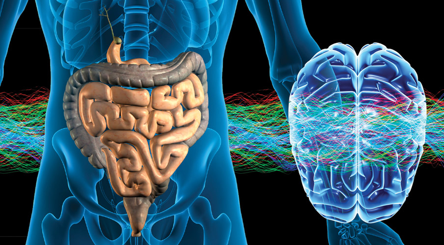 Cortisol may link gut microbes, brain | Microbiology