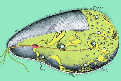 Better Know a Microbe: Mixotricha | Microbiology