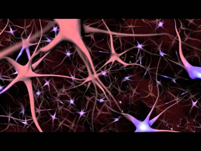 How Neurons Work Made Simple | Videos