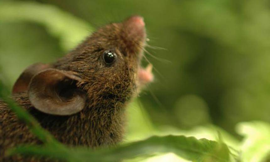 Meet The Singing Mice Of The Cloud Forests | Plants And Animals