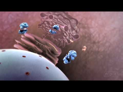 Flu Attack! How A Virus Invades Your Body | Videos