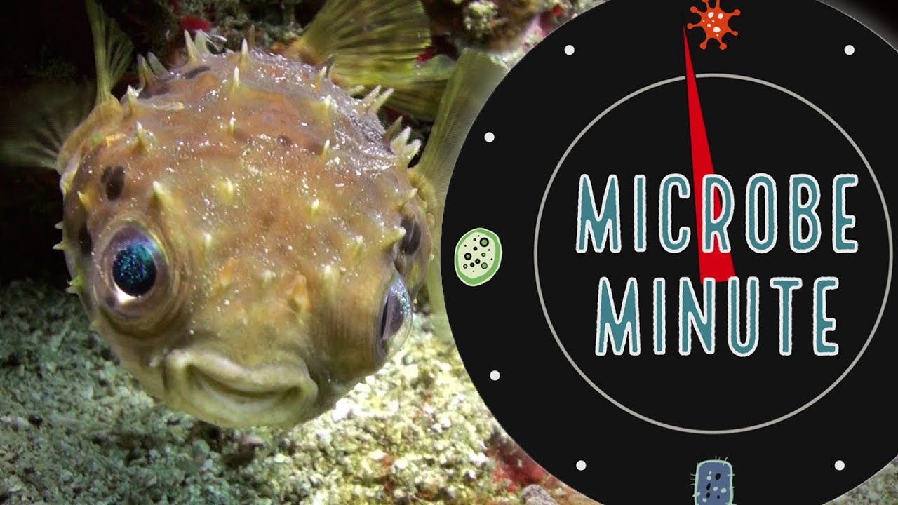 The Defense Mechanisms of Blowfish | Videos