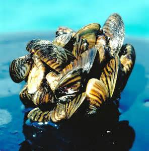 Bacterial-Based Defense for Invasive Mussel Spec | Microbiology