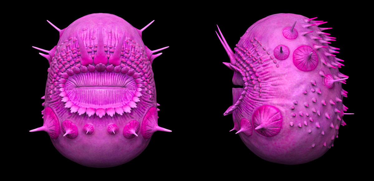 This Bizarre Spiky Sack Turns Out Not to be Our Earliest Ancestor ...