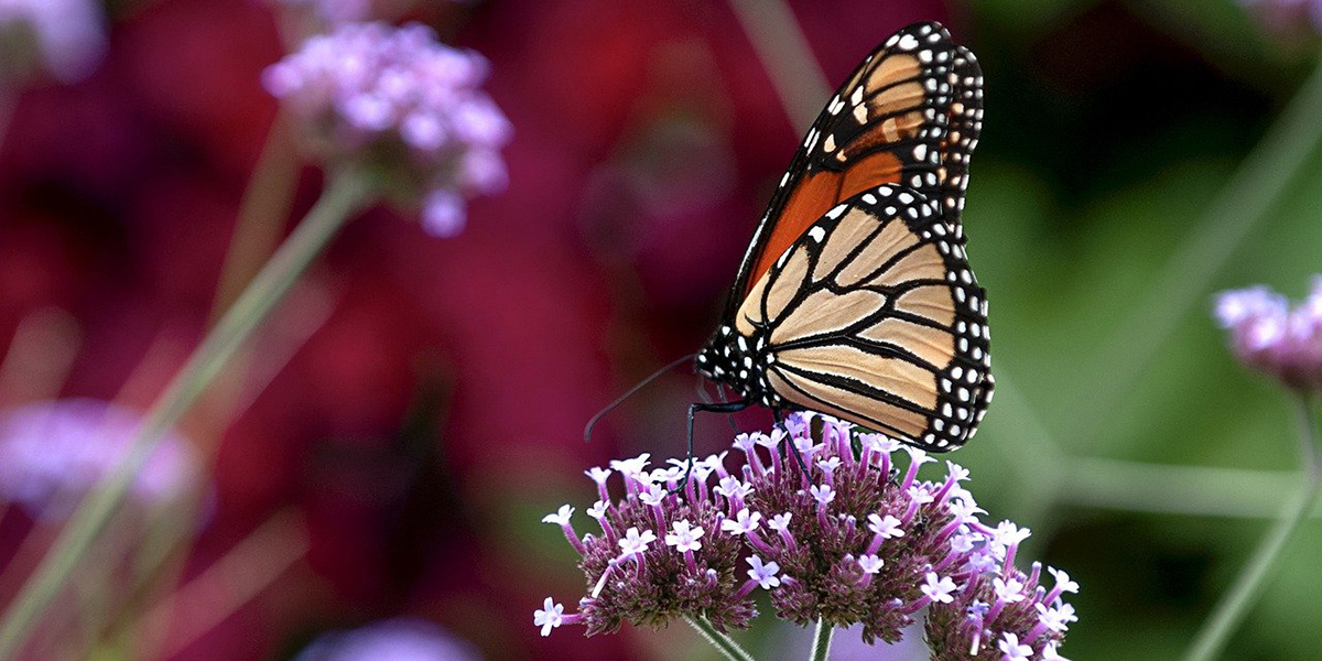 Western Monarch Migration Near Extinction | Plants And Animals