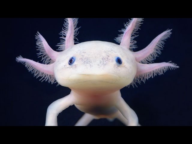 Here Are 10 Animals That Have Special Abilities Humans Could Only Dream ...