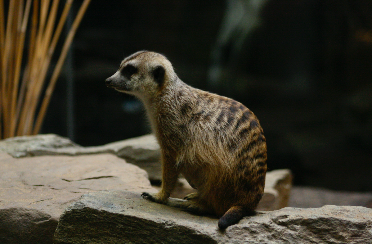 The Air From a Zoo Can Reveal the Animals Living There | Genetics And ...