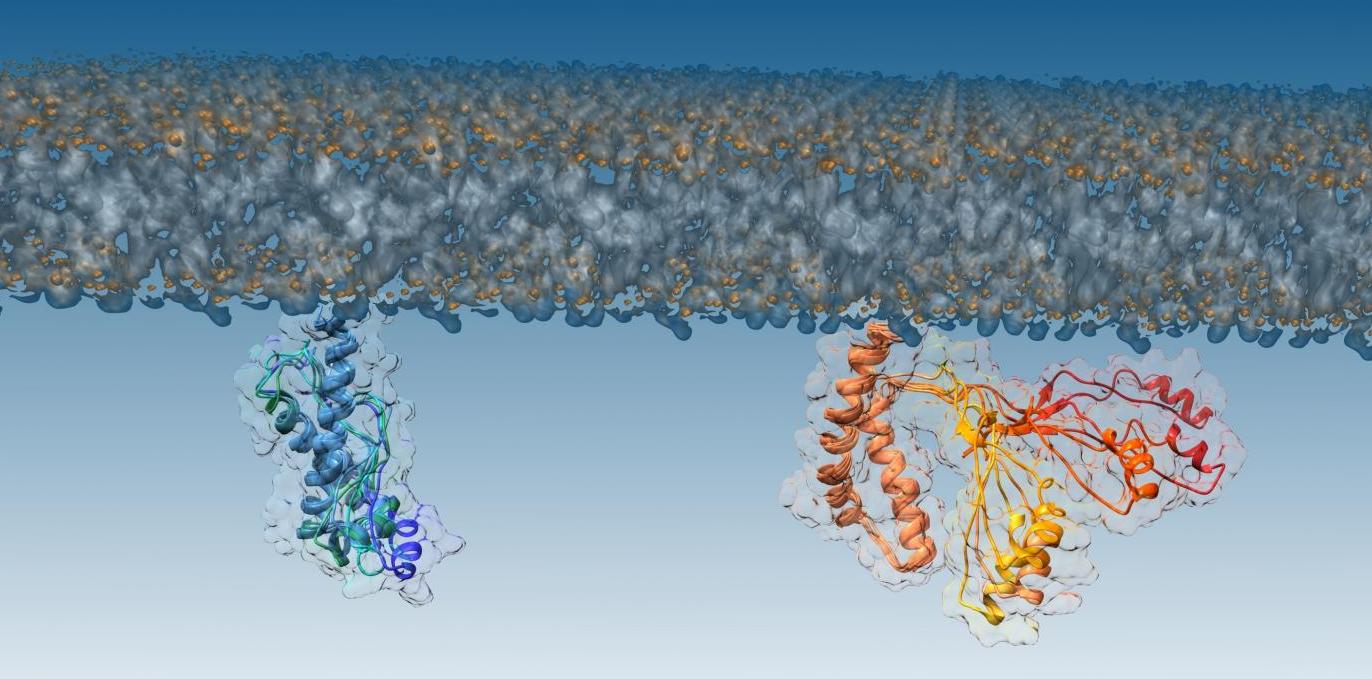 A Critical Step in the Development of Brain Disease is ID'ed | Cell And ...