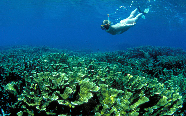 Coral loss may have been a phenomenon long before we thought | Earth ...
