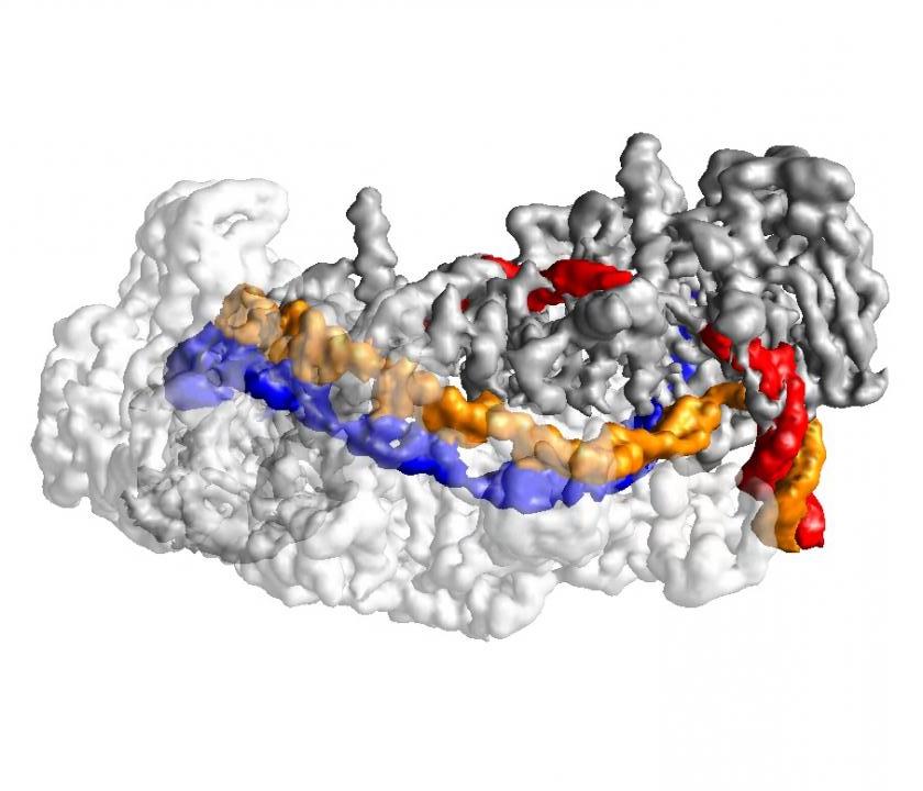 Precise Visualization of CRISPR Tool Aims to Improve Accuracy | Cell ...