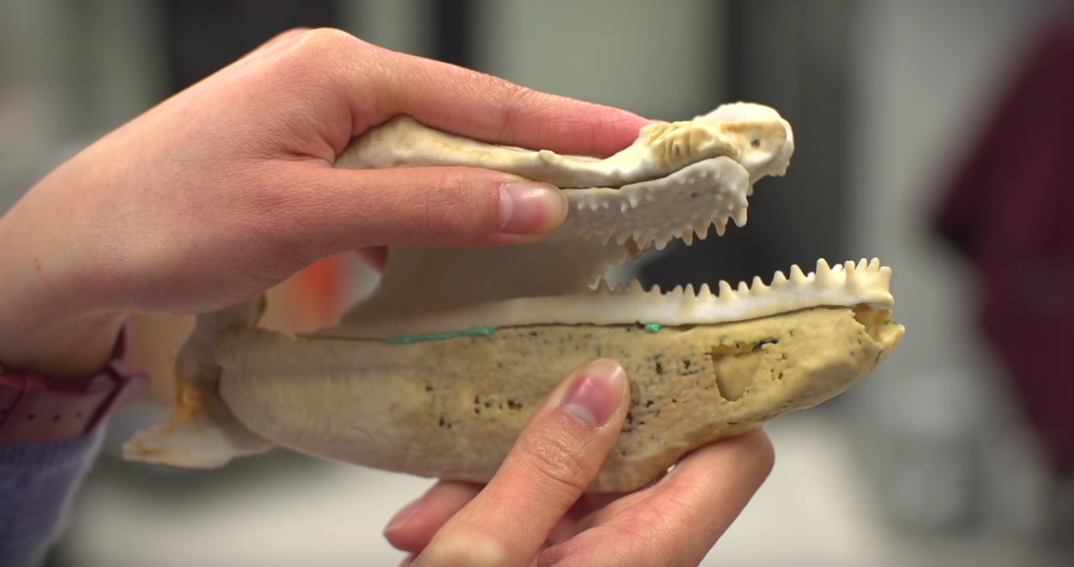 With a 400-Million Year Old Fossil and 3D Printing, Scientis | Plants ...