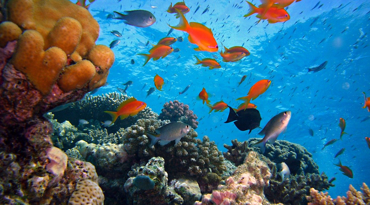 Ocean Microbes Demonstrate an Evolutionary Principle in Action ...