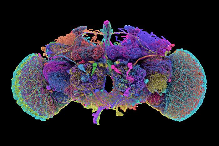 An Amazingly Detailed Map Of Connections In The Fruit Fly Brain Cell And Molecular Biology