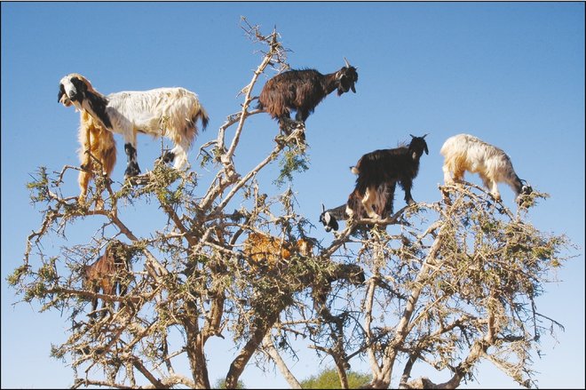 Tree-Climbing Moroccan Goats Disperse Tree Seeds by Spitting | Plants ...