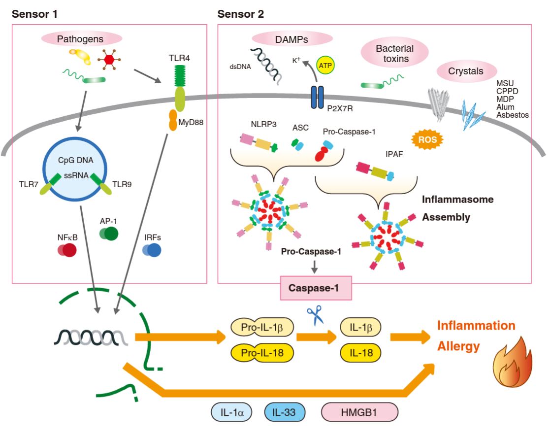 IL-18 Therapies Targeting Inflammatory Disease | Immunology