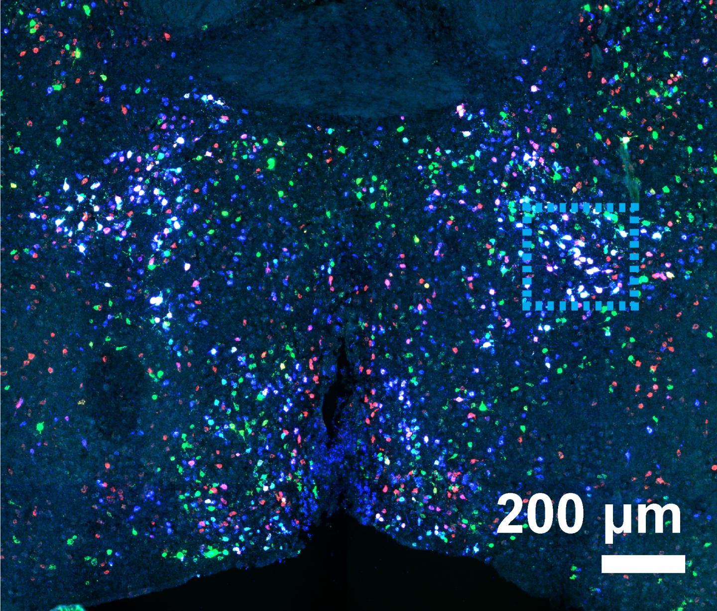Mapping the Brain | Cell And Molecular Biology