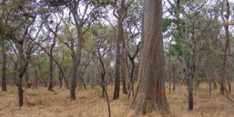 Russian ice cap melting at 82 feet per day