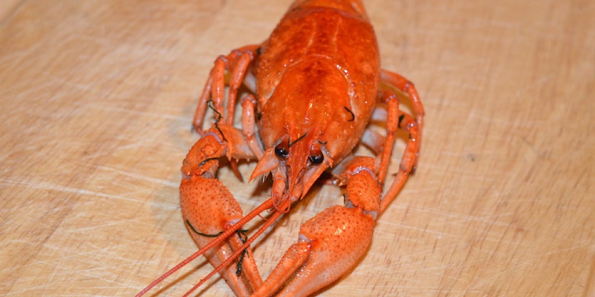 Can Lobster Shells Be Used to Produce Biodegradable Plastics? | Plants ...