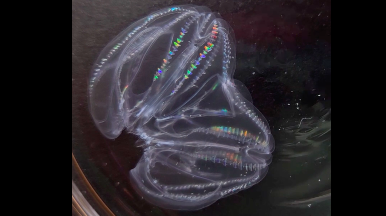 Two Comb Jellies Can Fuse Into One | Cell And Molecular Biology