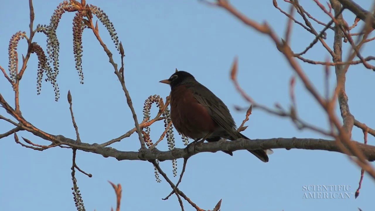 Musical Genes That Humans Share with Birds | Videos