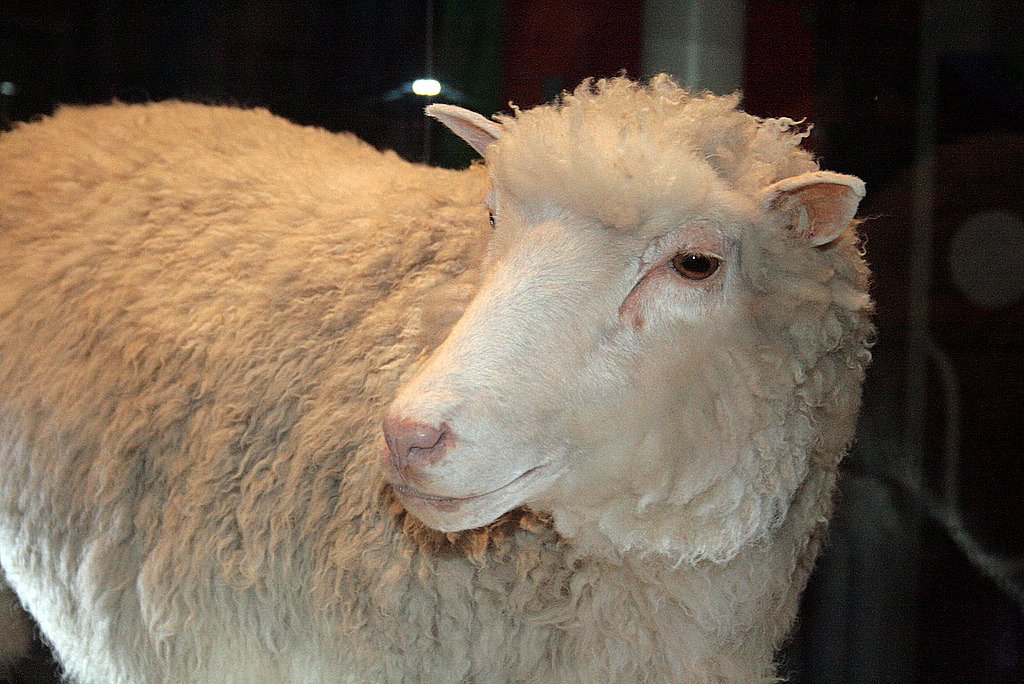 Remembering Dolly, the First Adult Clone, 20 Years Later | Cell And ...