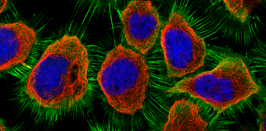 Protein Atlas Reveals new Details About Human Cells | Cell And ...
