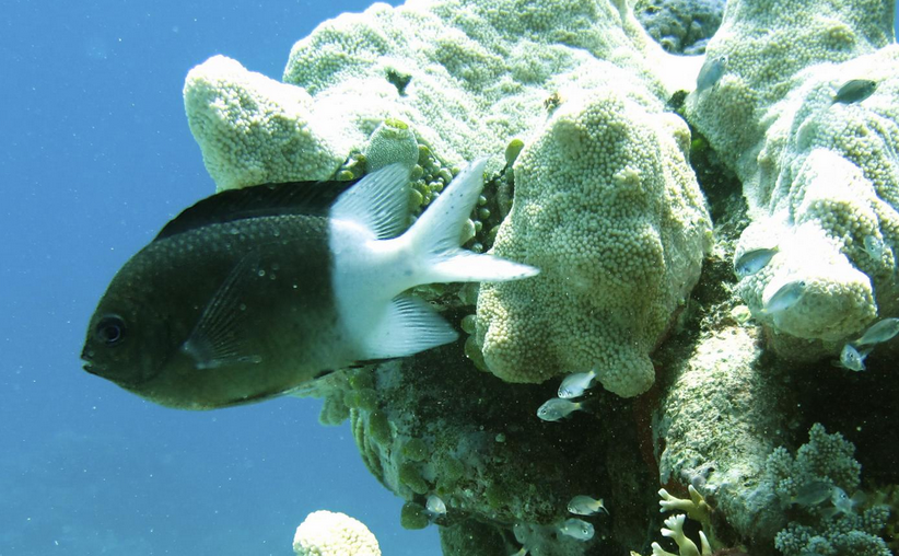 Reef Fish Offspring Inherit Elevated Tolerance to Climate Change ...