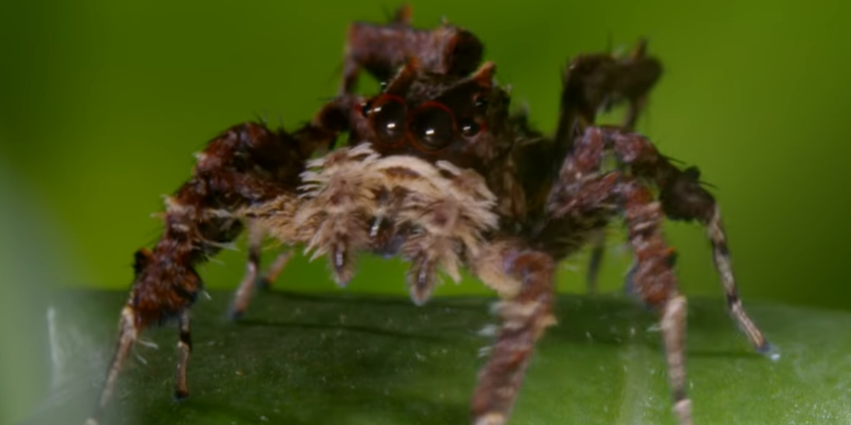 This Jumping Spider is a Cunning Predator | Plants And Animals