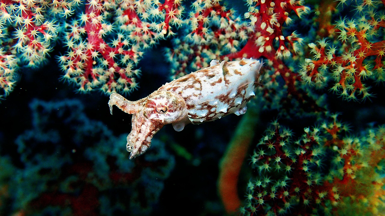 Why Cuttlefish are Called Chameleons of the Sea | Videos
