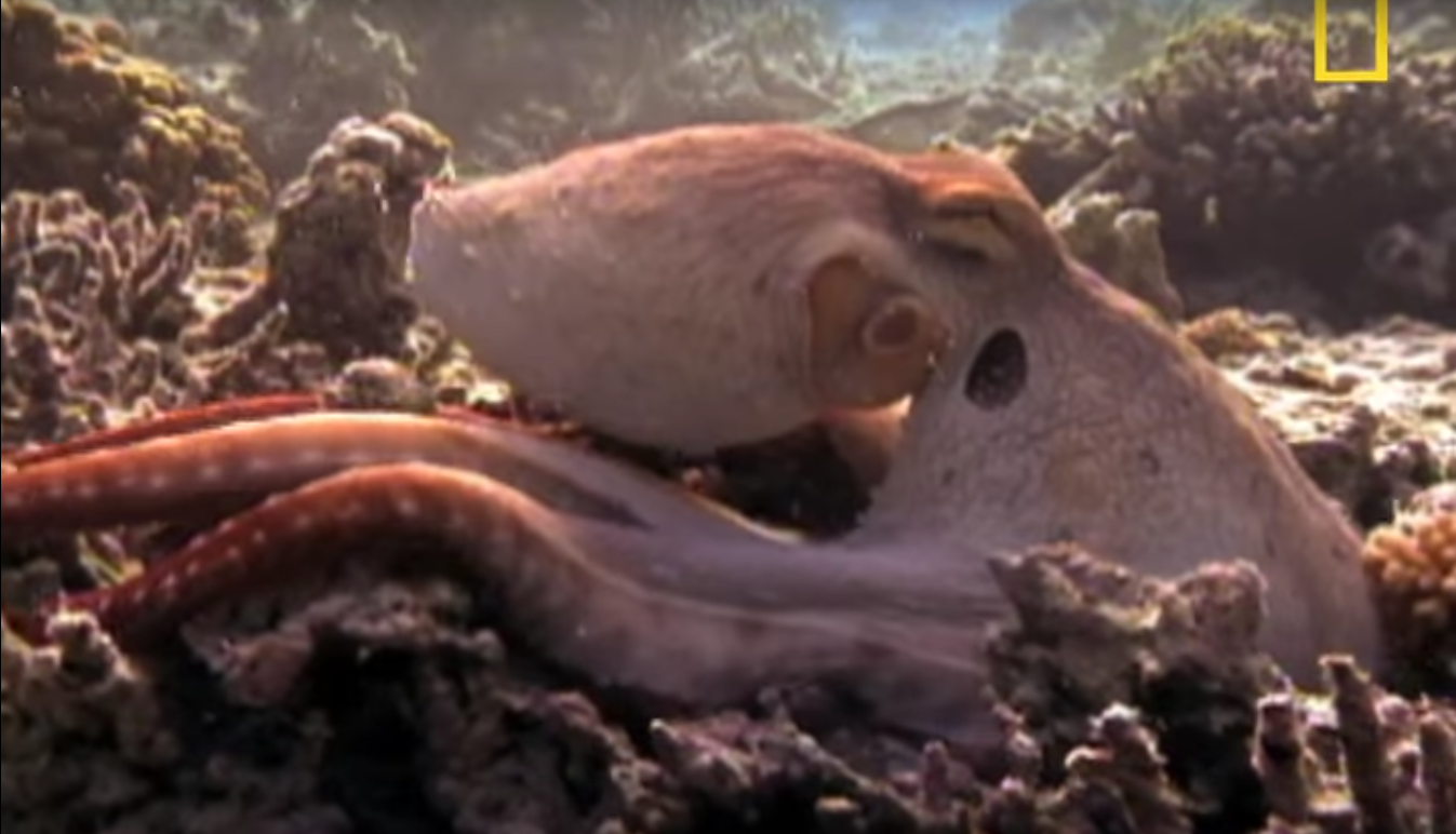 Creating Human Cells with Some Squid-Like Qualities | Cell And ...