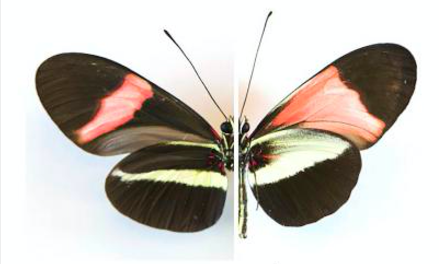 Researchers Find the Genetic Key to Butterfly Wings | Cell And ...