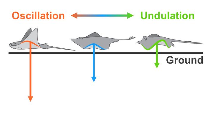 Robotic Fin Study Reveals Stingrays' Seafloor Control | Technology