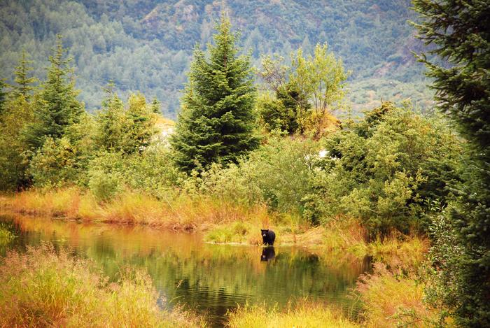 Alaskan Forests Crucial for Climate and Biodiversity Goals, Oregon ...