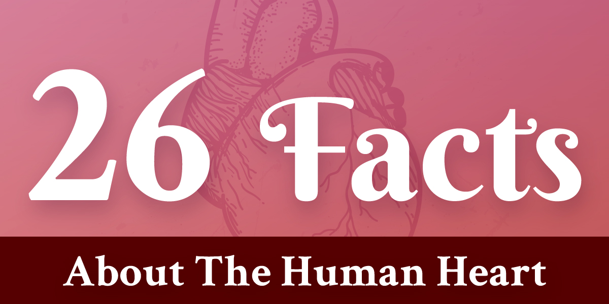 26 Facts About The Human Heart | Health And Medicine